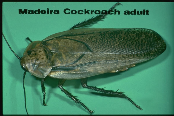 Madeira Cockroach