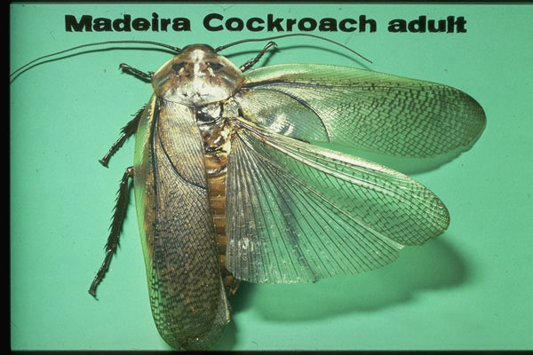 Madeira Cockroach