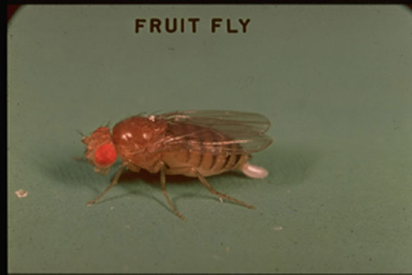 Fruit Fly