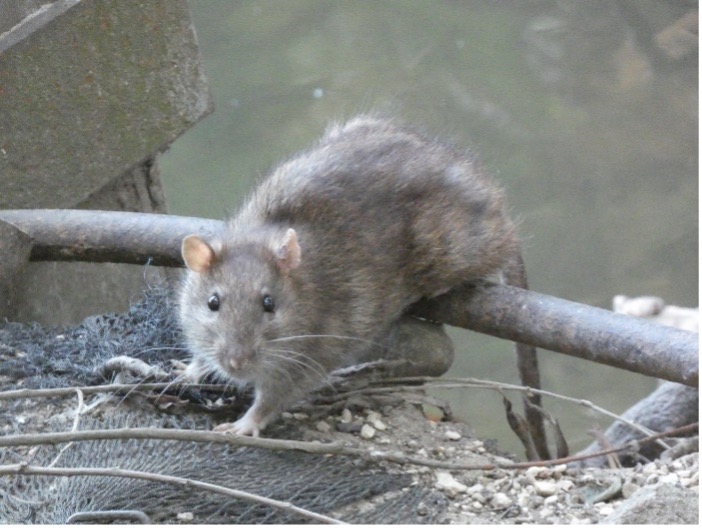 Professional Pest Control Products & Info from Veseris